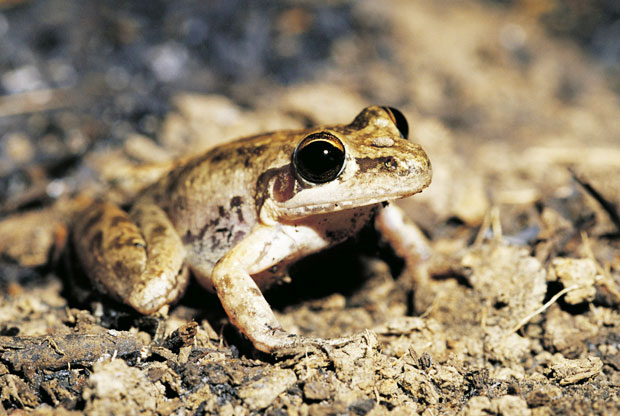 Striped Rocket Frog - True Wildlife Creatures