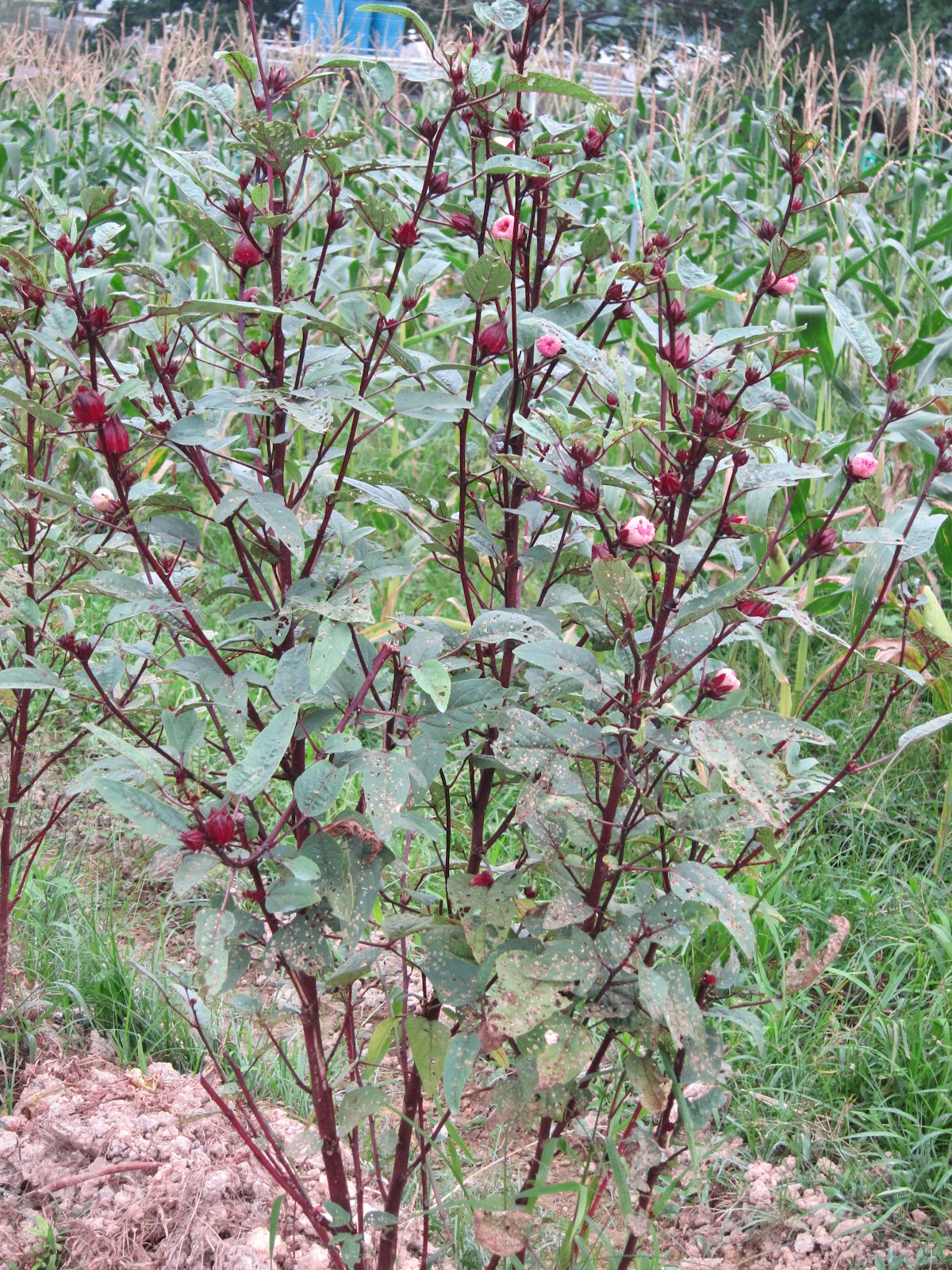 Through the Eyes of a City Mouse: Venture into the Countryside ...