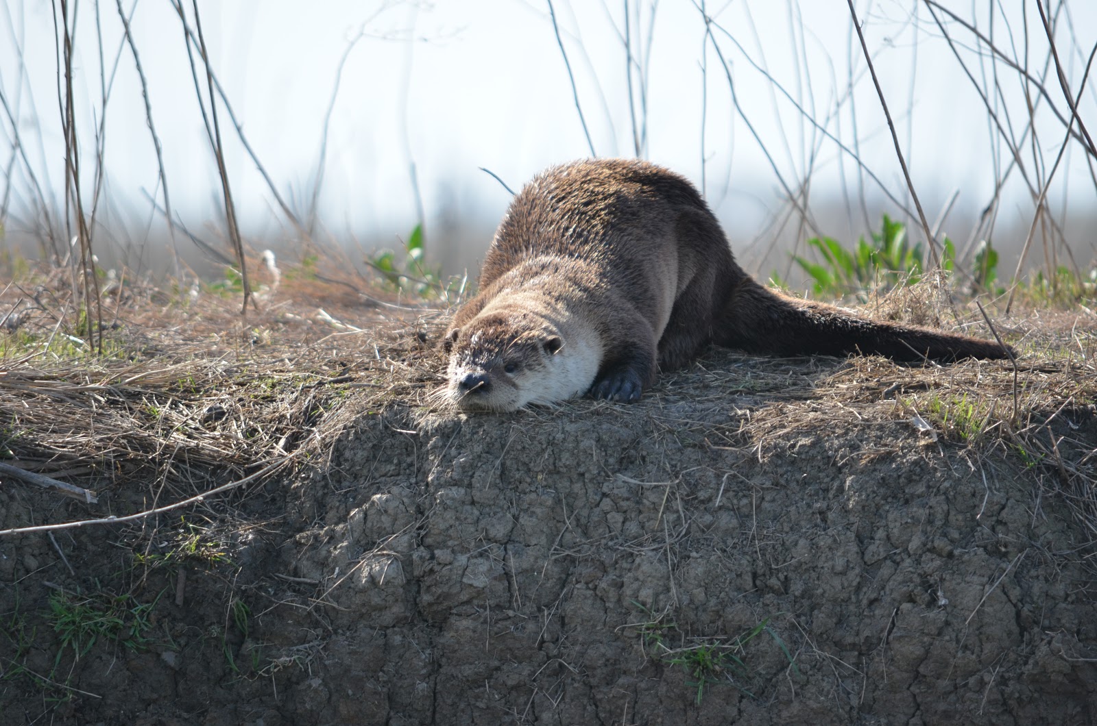 Tough is not enough: River otter at Yolo Bypass & South Tahoe Lake, CA