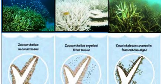 Pamacca: CORAL BLEACHING