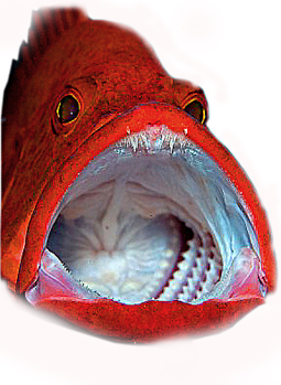 Akvaryum Balıkları.: Cephalopholis cruentata,Graysby grouper ...