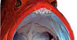 Akvaryum Balıkları.: Cephalopholis cruentata,Graysby grouper ...