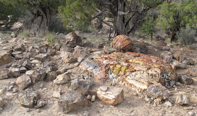 Utah State Parks- Escalante Petrified Forest | Scrapbook -A Travel Blog