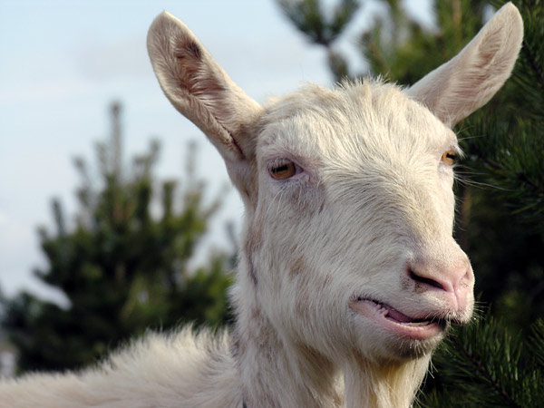 Neverland: la capra espiatoria