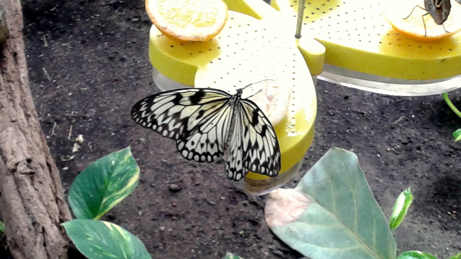 Podróżujemy po Polsce i nie tylko...: TROPIKALNE MOTYLE - FARMA MOTYLI ...