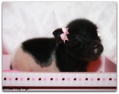 Cute black pig baby | Pet Lover