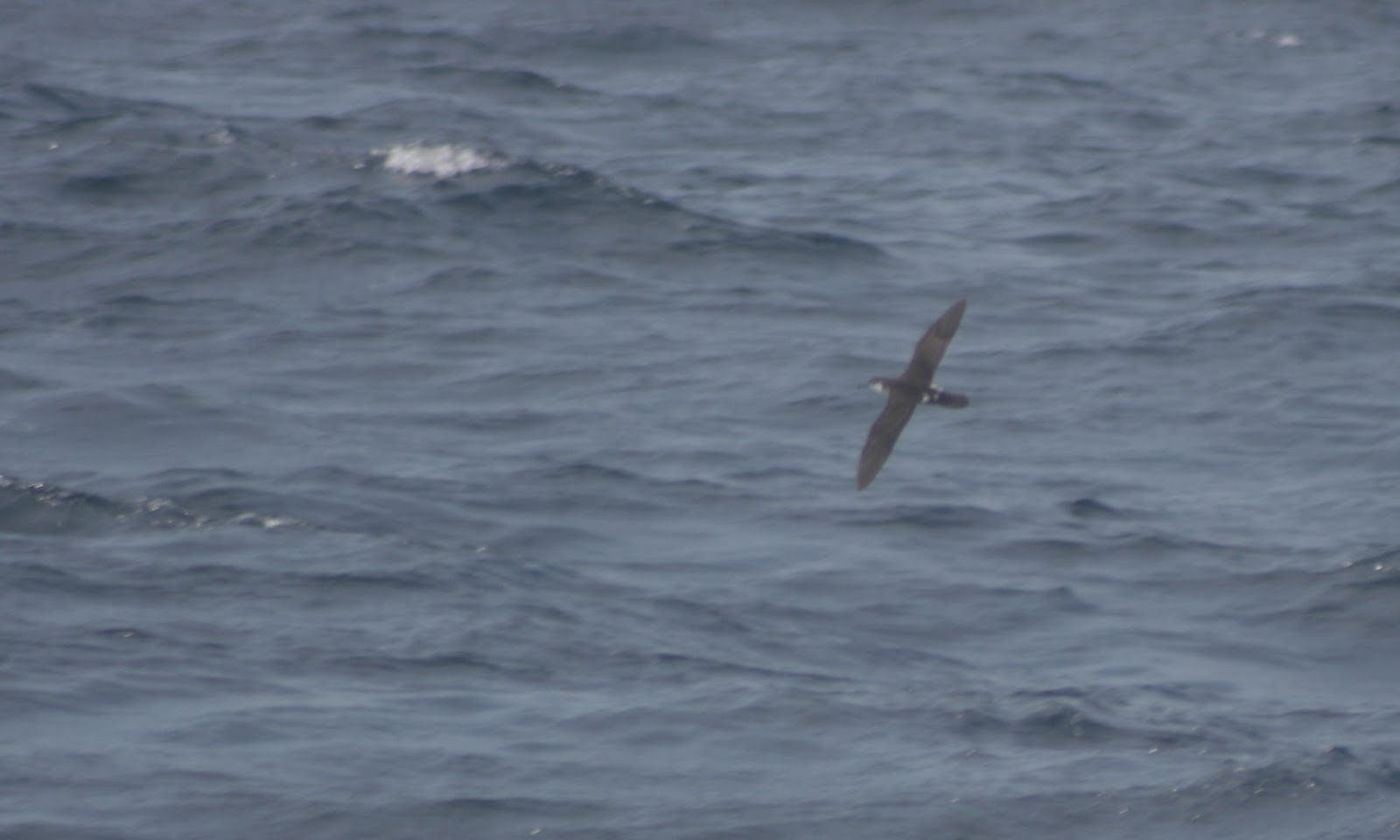 Look! A Seagull: Hydrographer Canyon: Pelagic Report