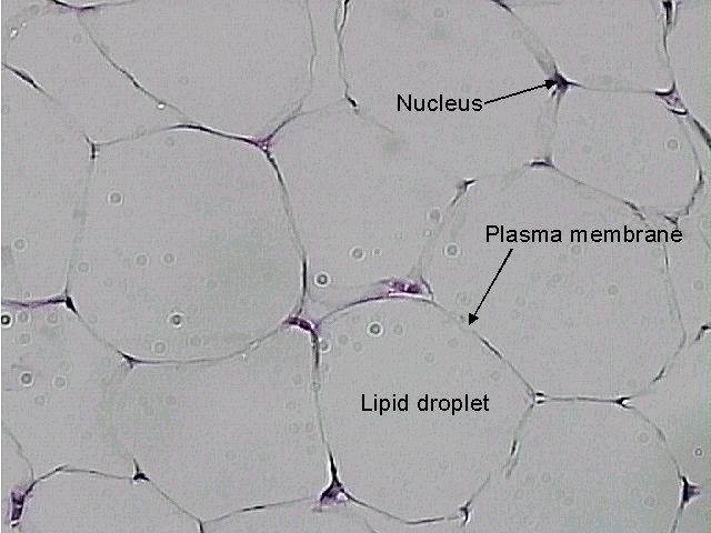 Principles of Human Anatomy and Physiology: CHAPTER 4: Tissues, Glands ...