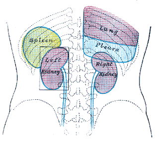 Doctors Gates: Surface anatomy of both kidneys on the back
