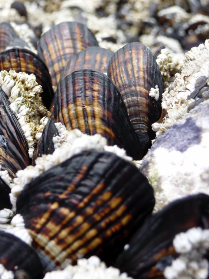 Chef Bolek: Mussels, Barnacles, and More