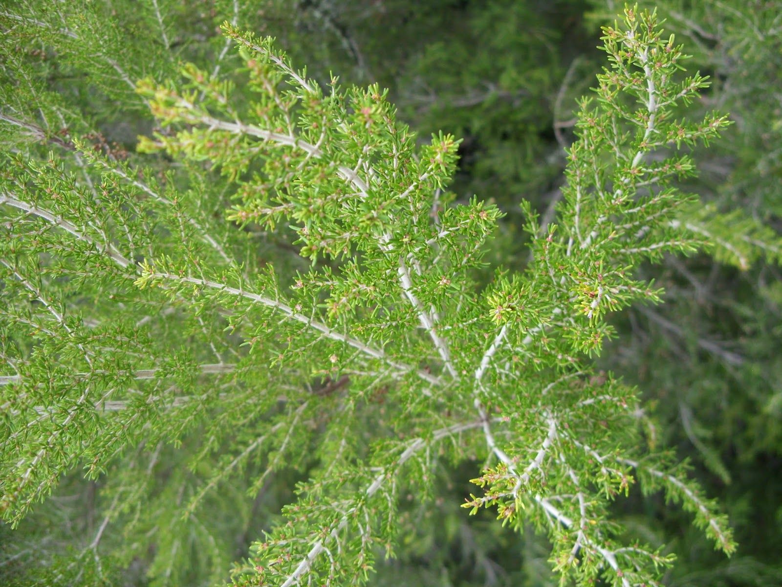 Jardim Autóctone: Urze-branca (Erica arborea)