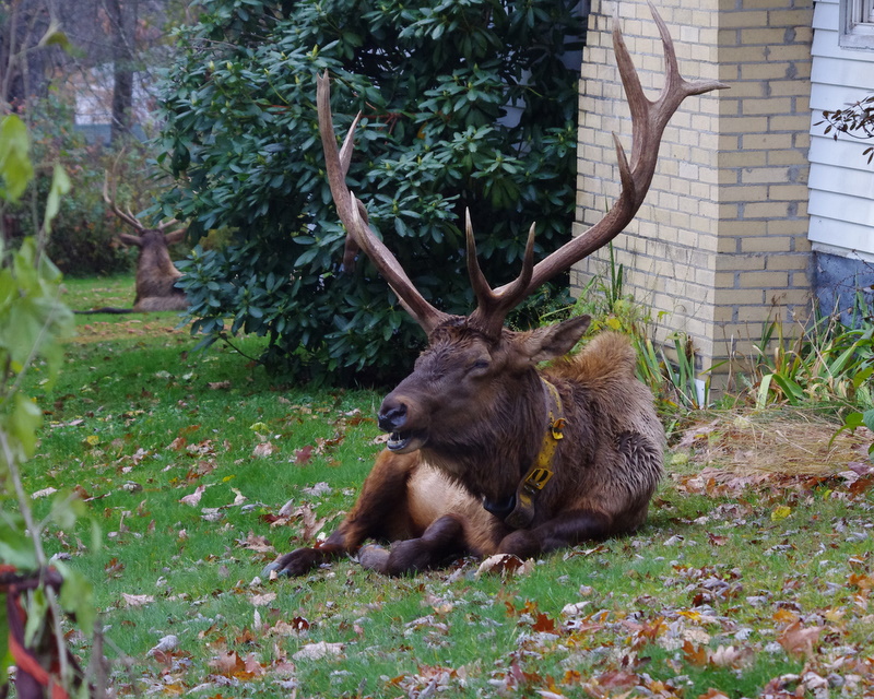 Window on Nature: Benezette, Elk County, PA