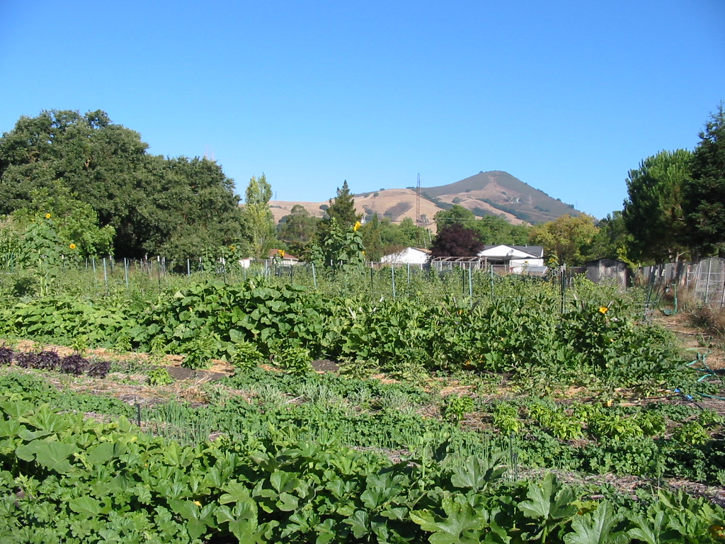 One Acre Farm: Back to my Farming Roots