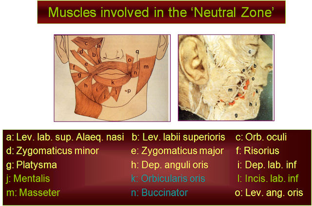 Dentistry and Medicine: Concept of Neutral Zone