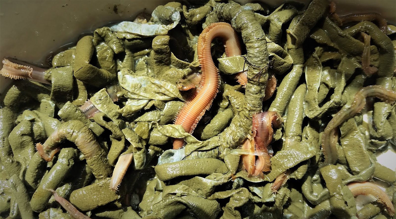 Meiofauna Perú: Workshop: Taxonomy and Diversity of Marine Meiofauna ...