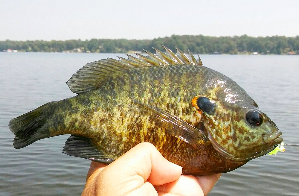 The Pond Guru: Ride The Bull Bream!