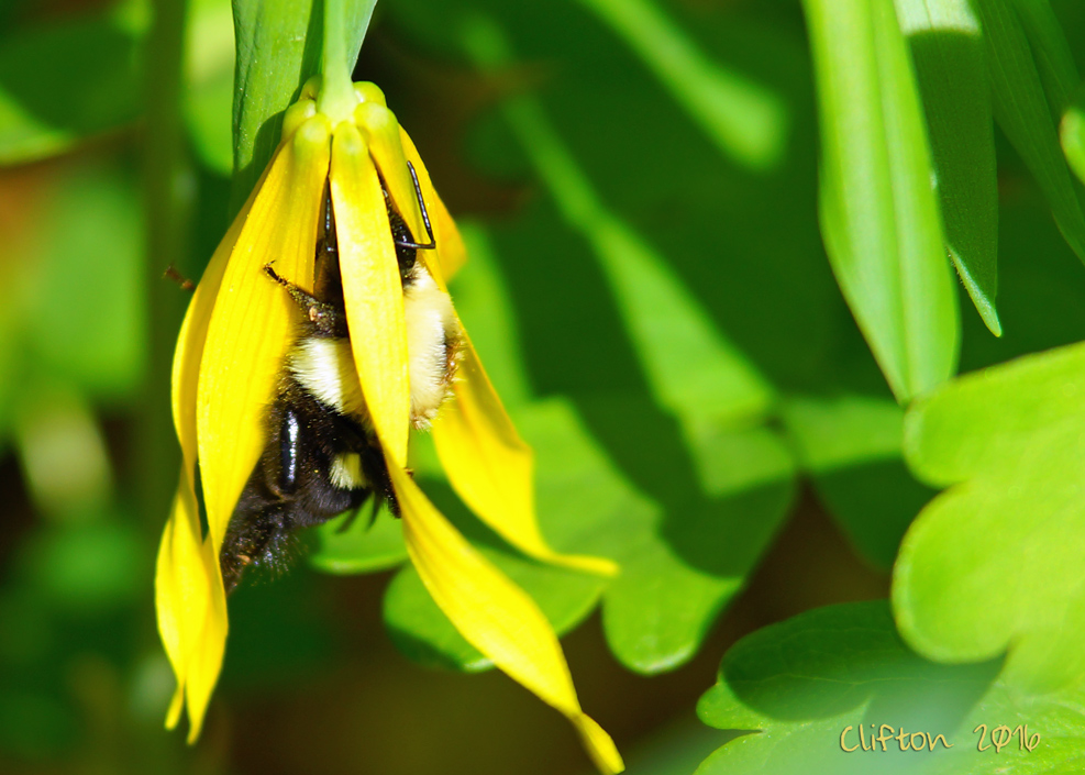 Northwood Park New Hope: The Bumble Bee Express