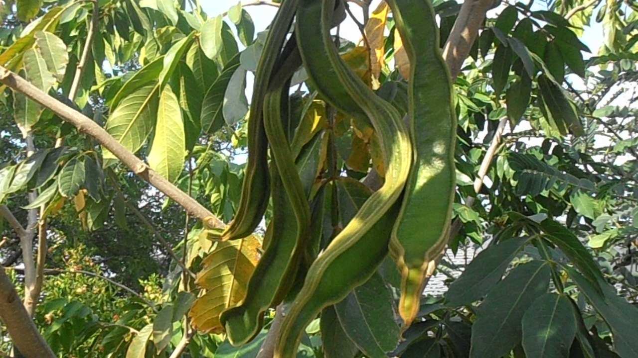 PLAAN : Pacae - Inga feuilleei