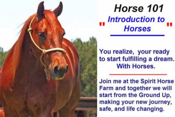 Riding & Writing...: Horses 101