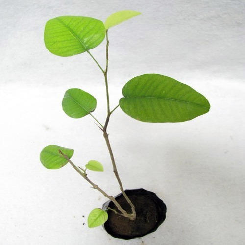 CHANDAN PLANT: Chandan Plants