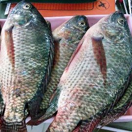 Cheap fish? Not in Mwanza anymore | Tanzania Exchange