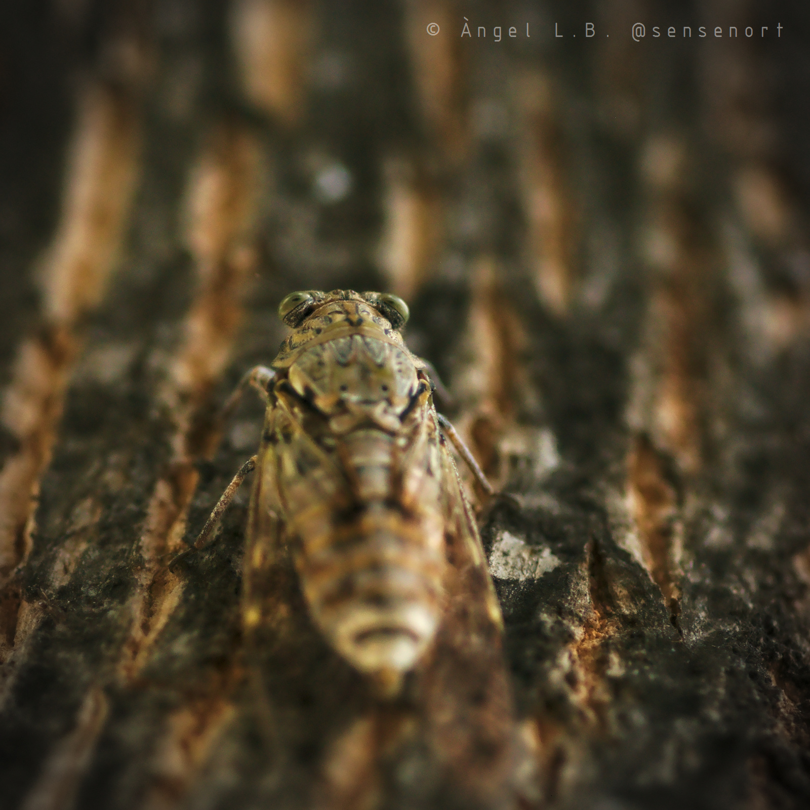 sensenorT: Vigésima novena semana - Cicadidae ,cigarra, chicharra ...