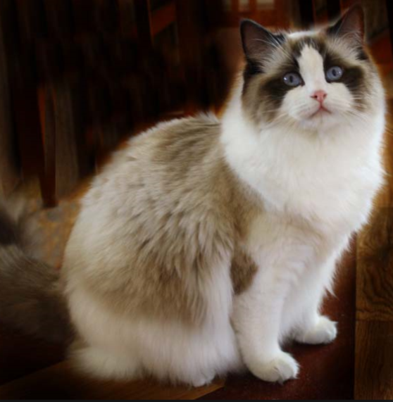 Ragdoll Kucing Lucu Yang Berbadan Besar ~ Foto Kucing