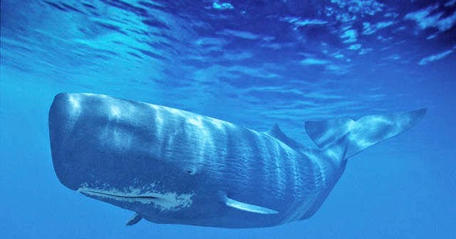 Mamalia Air: Paus (Whale)