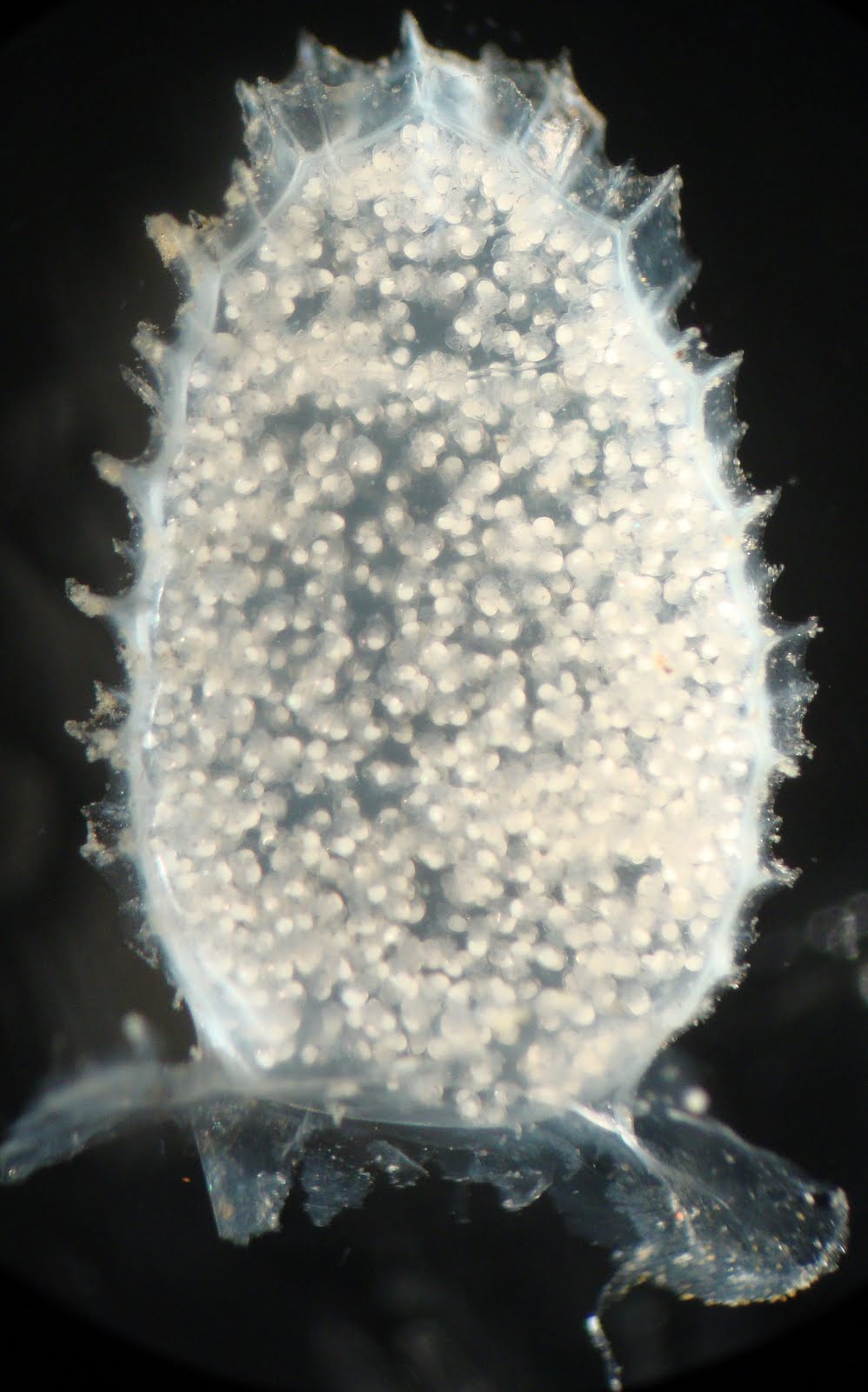 Invertebrate Embryology: Gastropod Egg Masses