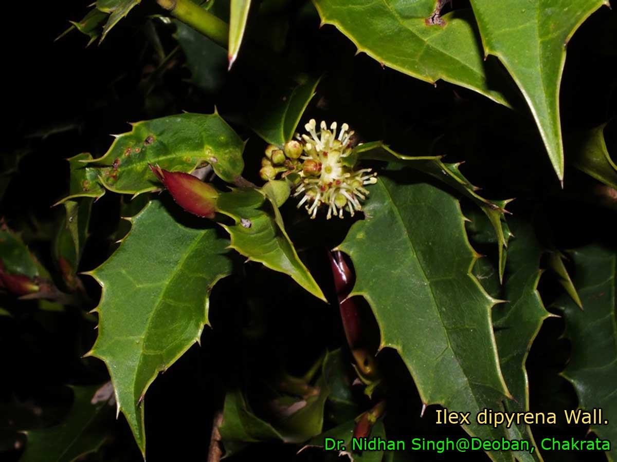 Medicinal Plants: Ilex dipyrena