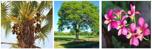 Flora Dan Fauna Di Indonesia Beserta Penjelasannya