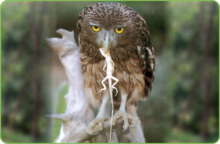 Keralatheeram.com: Aralam Wildlife Sanctuary