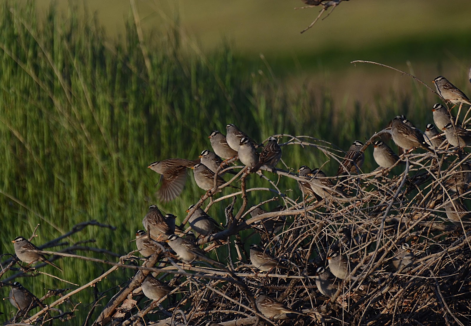 Oregon Backyard Birds, etc.: A Large Flock of Migrant White-crowned ...