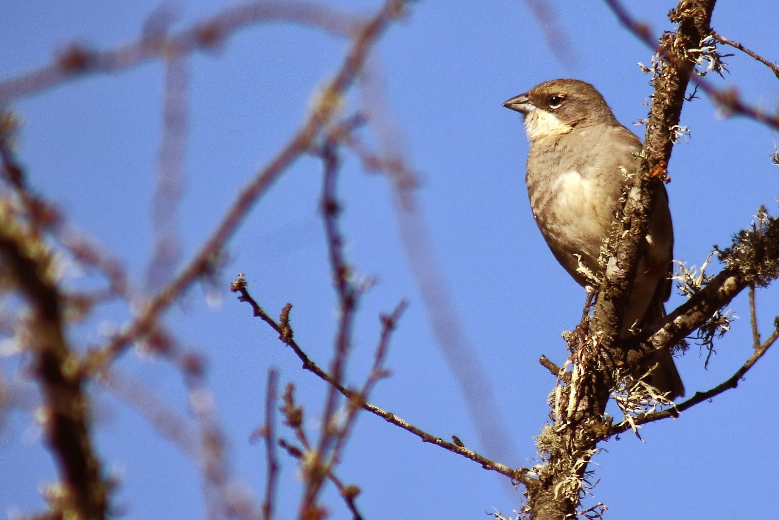 Aves de la VIII Region del Bio Bio: DIUCA (diuca diuca)