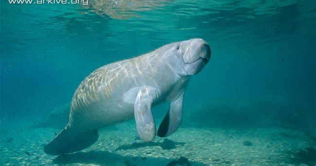 Mamíferos y marsupiales mammals of the earth: Manatí (Trichechus manatus)