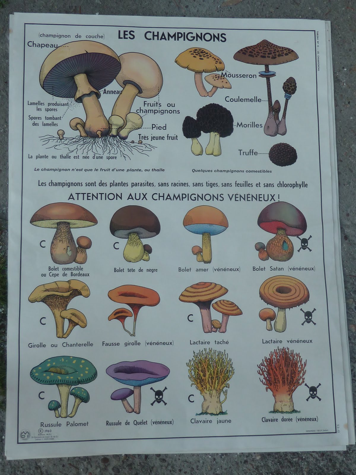 Ecole FMR 1000 Affiches scolaires: les plantes et champignons MDI 1960 ...