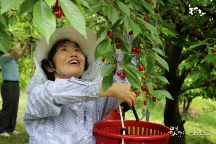 Korean Farming Experiences, Experience Daegu Farming