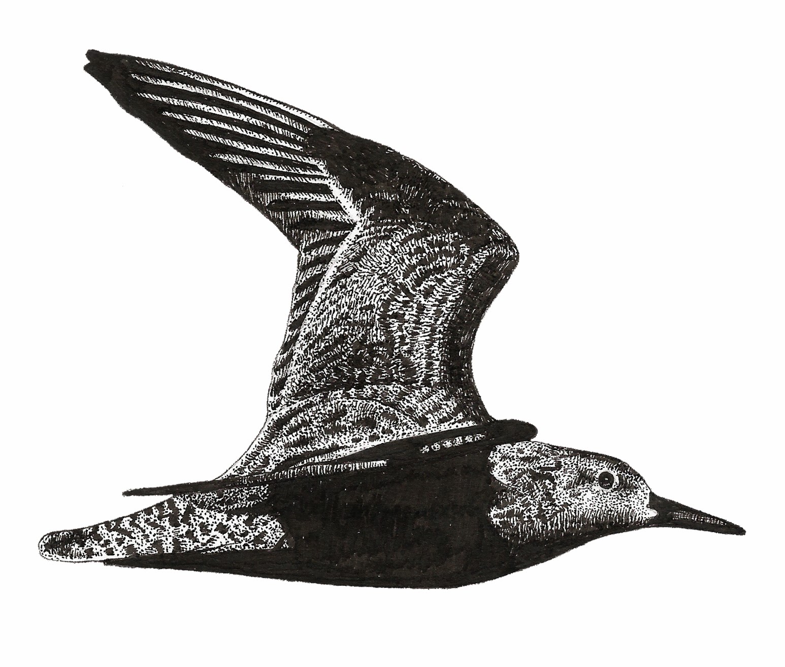 Imogen Rance Illustration: November 2013