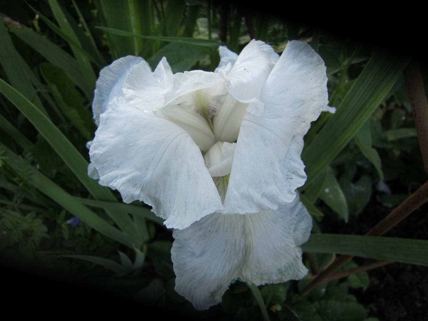 Mariehem i Skåne: Nu är det "Iris" tid.