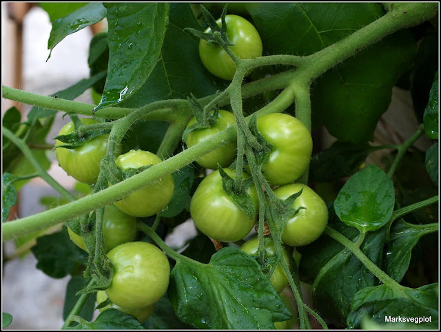 Mark's Veg Plot: A technique for growing trailing tomatoes