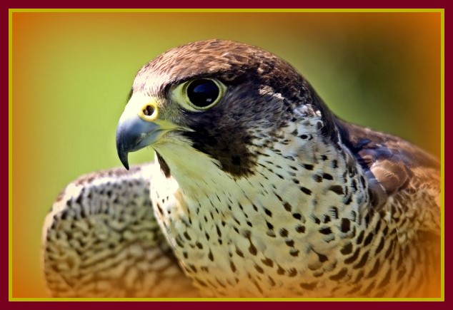 Actualidad del Perú -: El Halcón - Falco Peregrinus