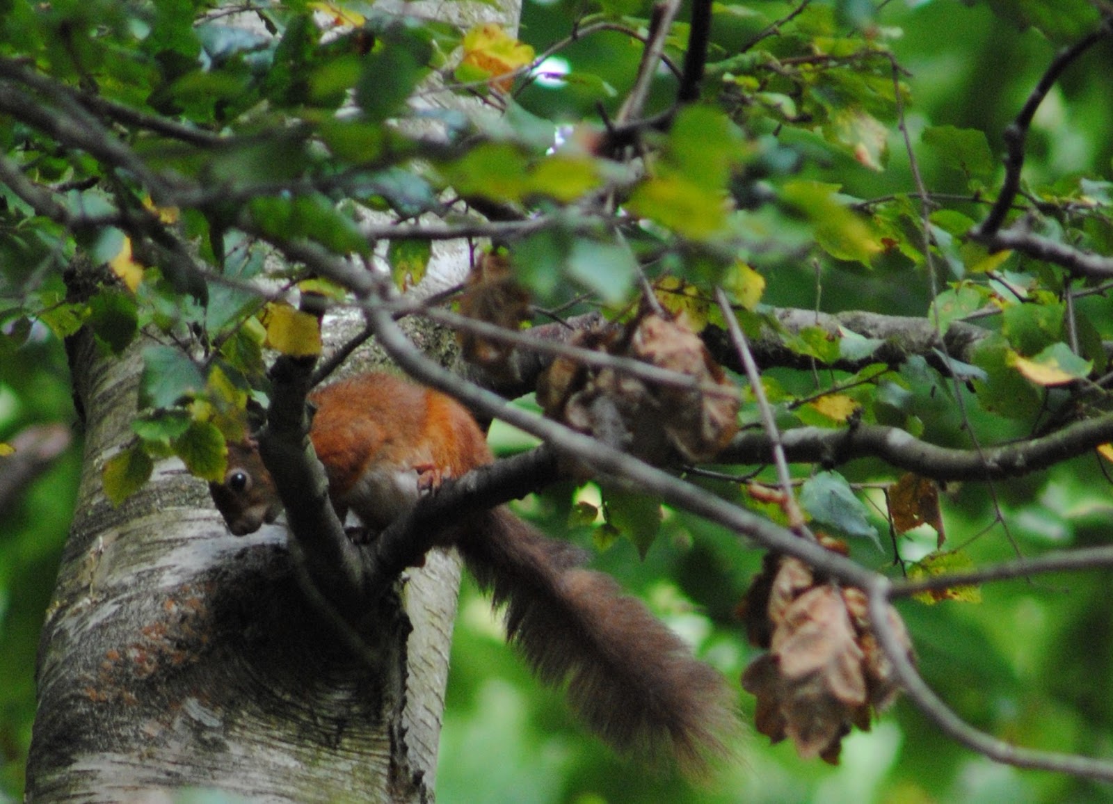 Professor P.Brain's blog: Deads for Reds!