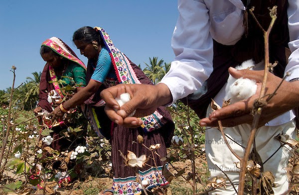 Impact of Plants on History : October 2014