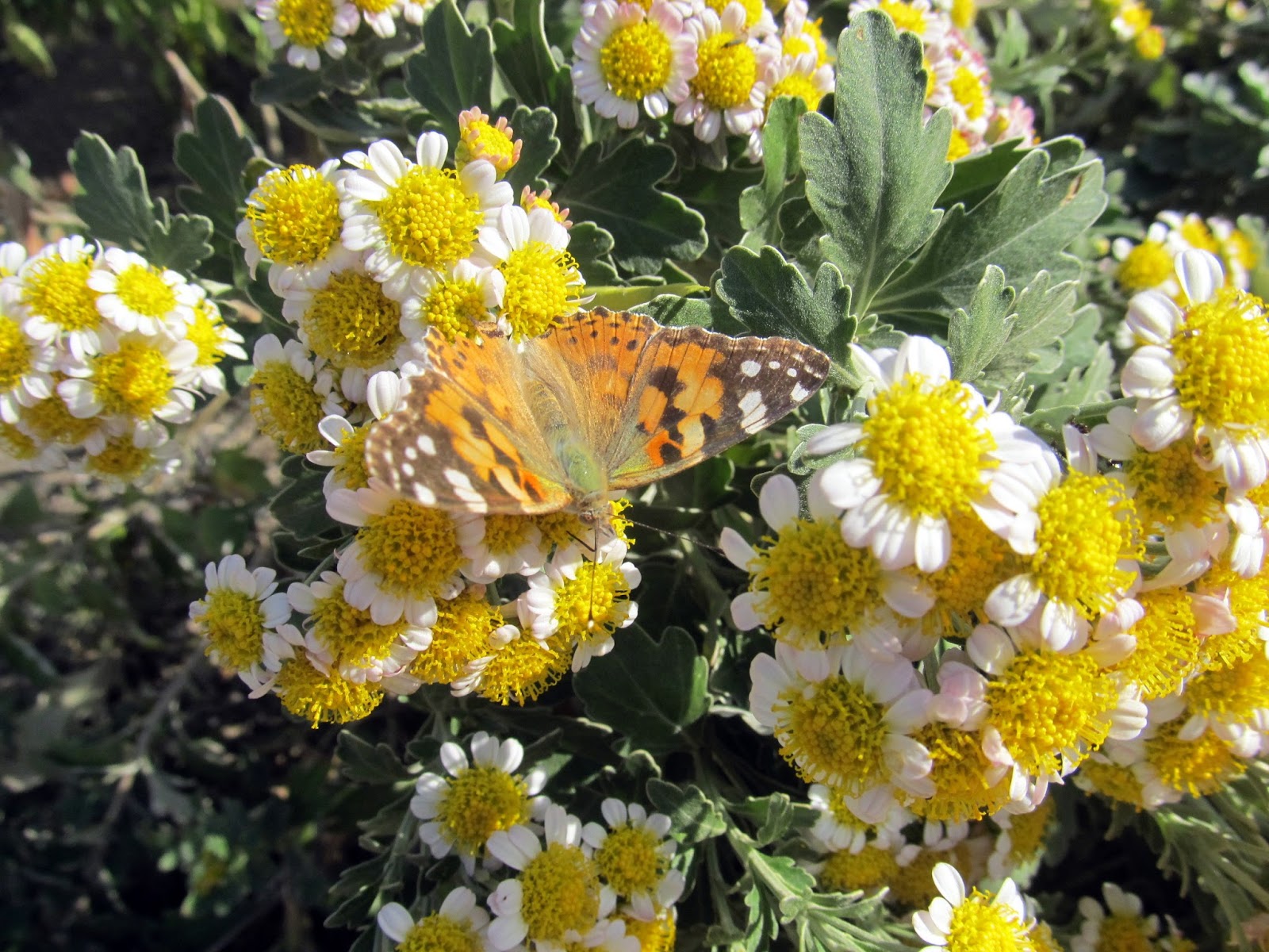 Cittaslow Botanik Park: AJANYA ÇİÇEĞİ ( Ajania pacifica )