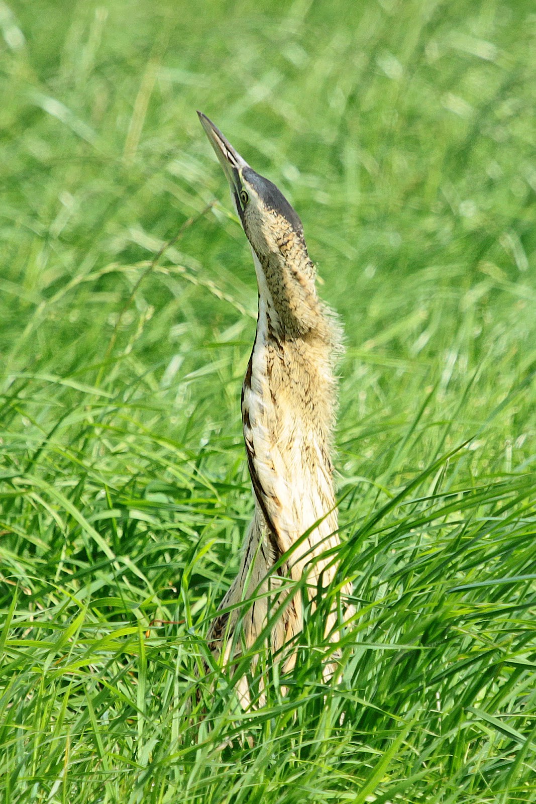 NatuurlijkNatuur: Roerdomp. [Botaurus stellarus]