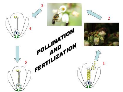 The world of plants and flowers: Pollination