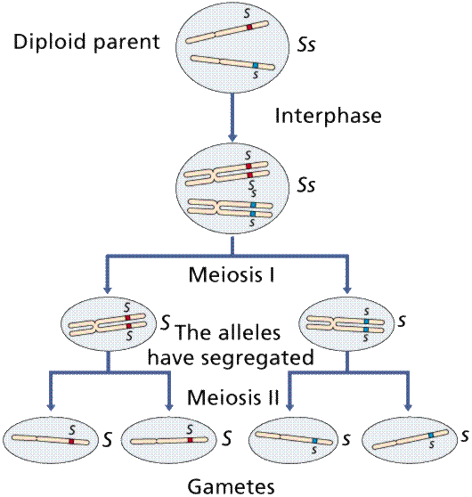 Genetics Den: Genetics den: Principle of Segregation