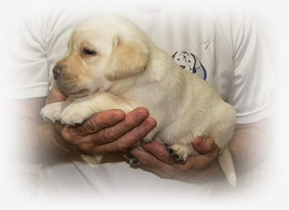 Sim, é possível criar um labrador em um apartamento!: Um filhote de ...