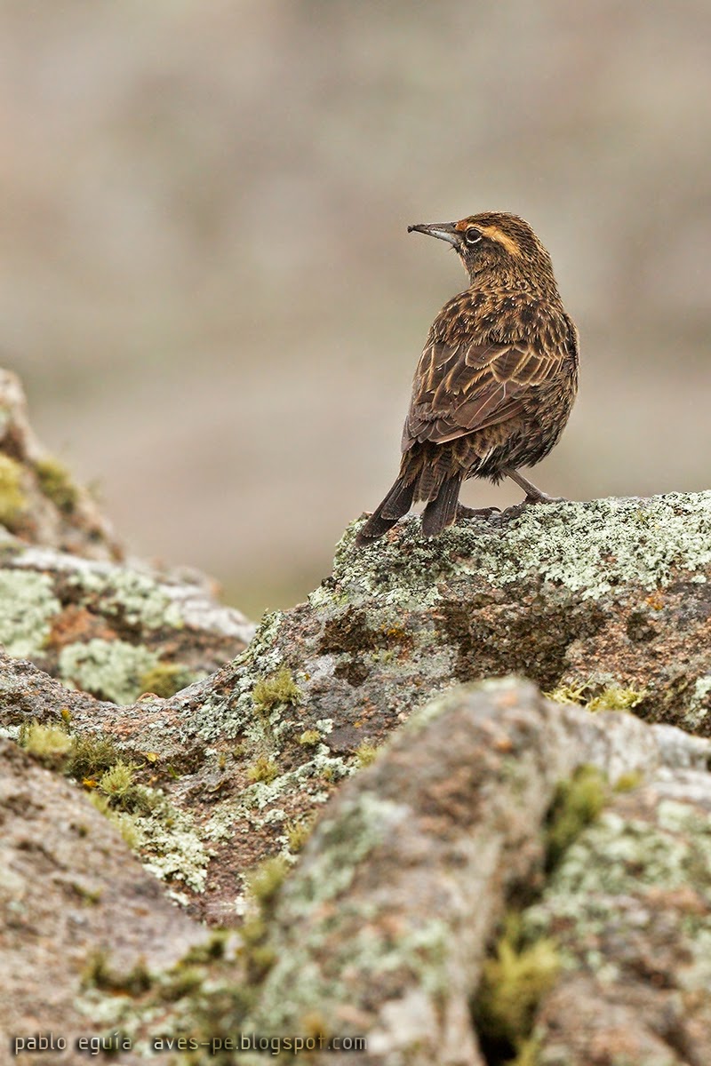 mis fotos de aves: Leistes loyca Loica Long-tailed Meadowlark