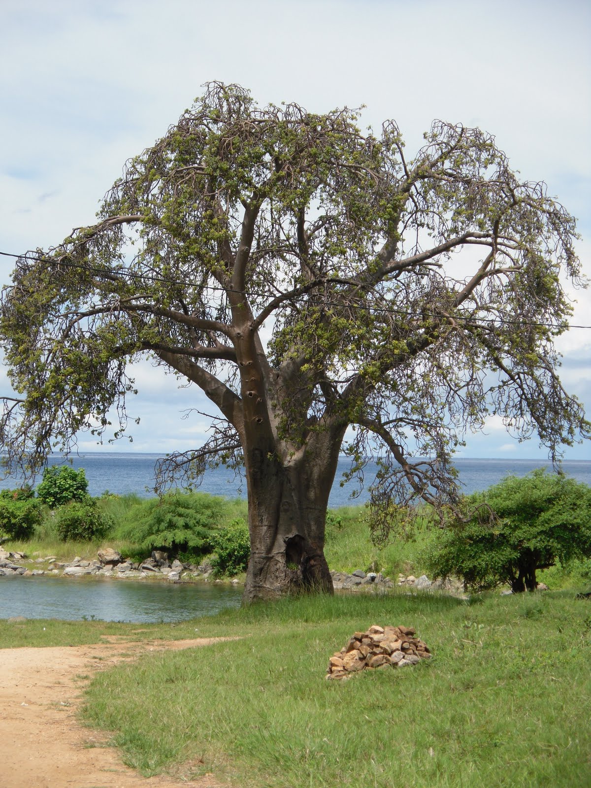 Educação? Vamos conversar!: Embondeiro ou baobá